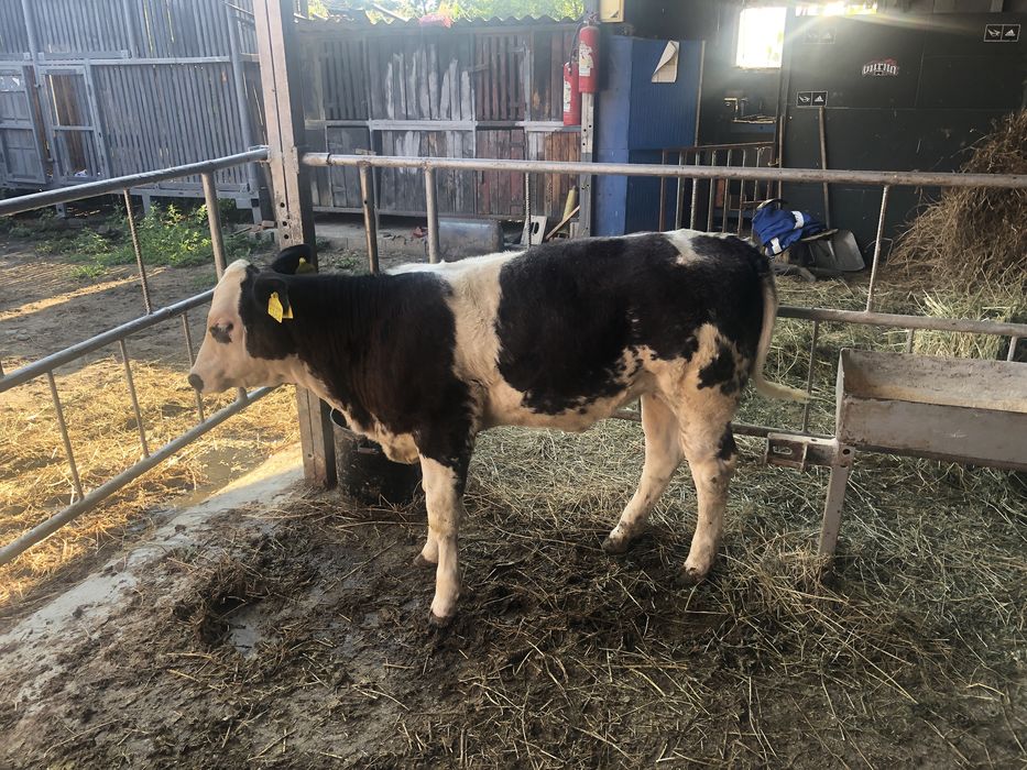 Vitele baltata romaneasca si albastru belgian Micasasa • OLX.ro