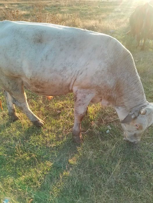 Taur albastru belgian Lugoj • OLX.ro