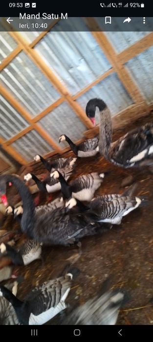 Lebede negre tineret și mature Afumati • OLX.ro