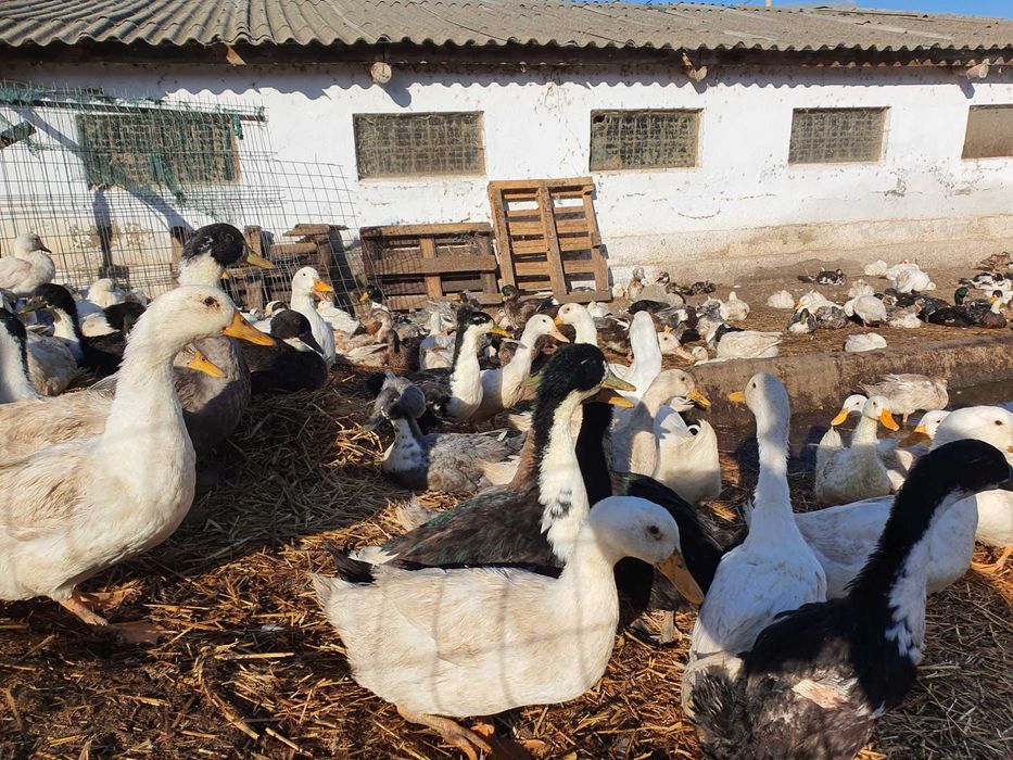 Boboci de rață gigant Isabella XXL Tulcea • OLX.ro