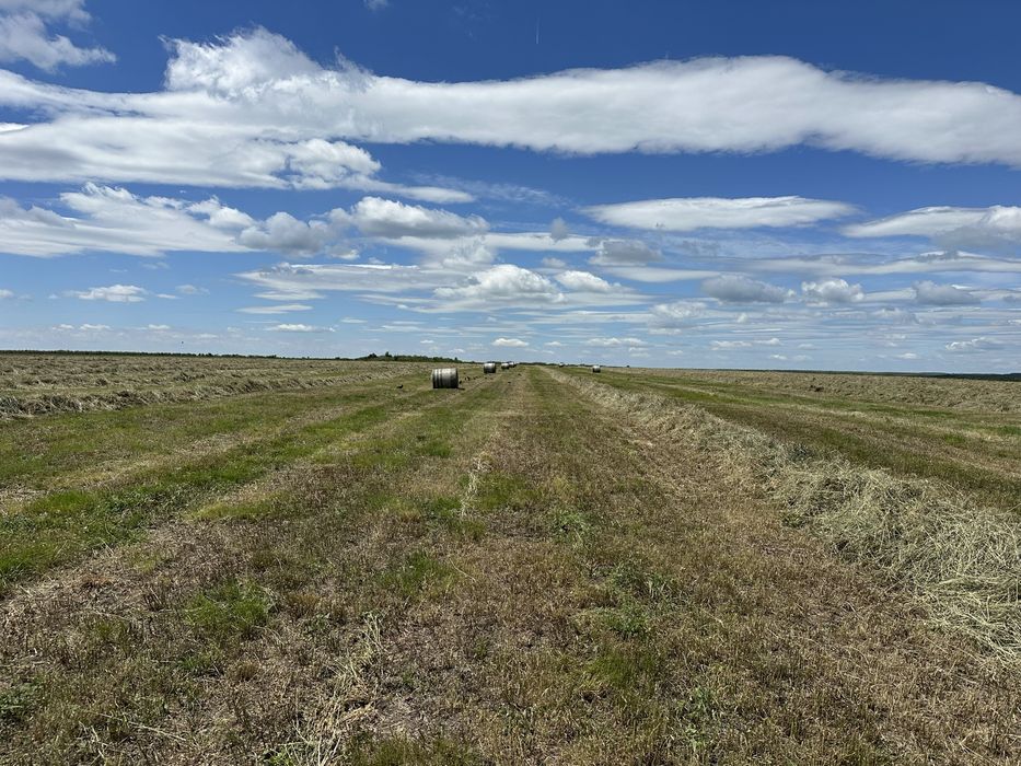 Baloti lucerna 2025 Brabova • OLX.ro