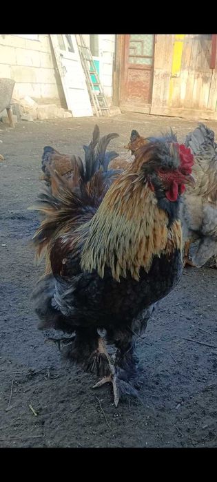 Cocos motat barbos incaltat si o gaina ambele pasari de anul trecuut ...