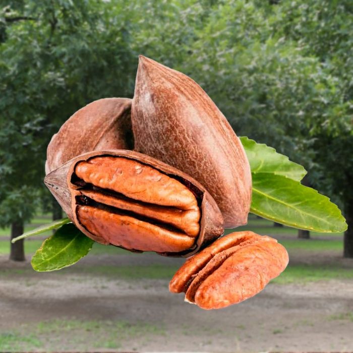 Nuc Pecan (Soiul Avalon ) Ciumbrud • OLX.ro