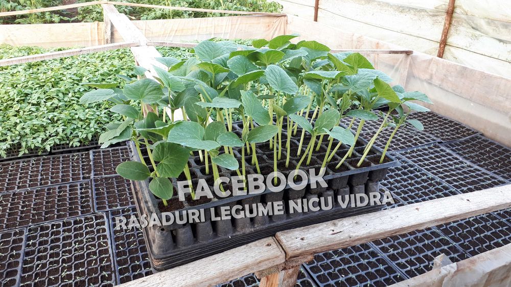 Rasaduri legume : Rasad rosii / tomate ardei castraveti vinete salata ...