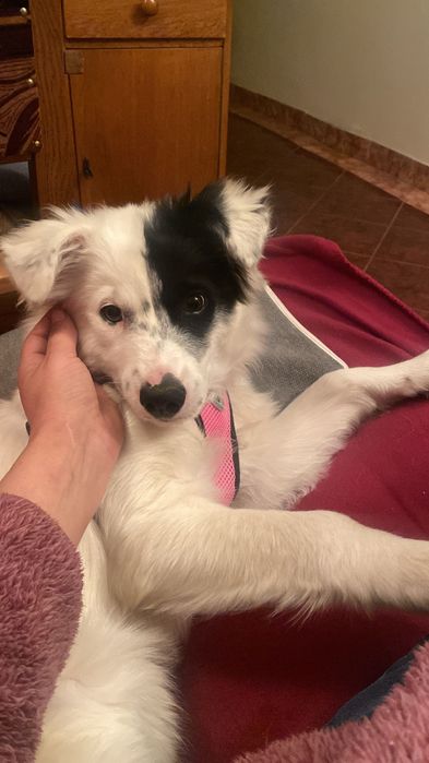 Max - Catel Border Collie metis Ramnicu Valcea • OLX.ro