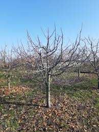 Taieri pomi fructiferi Bucuresti Sectorul 6 • OLX.ro