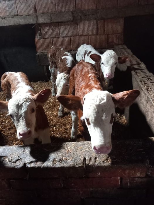 Tăurași de vînzare Capud • OLX.ro