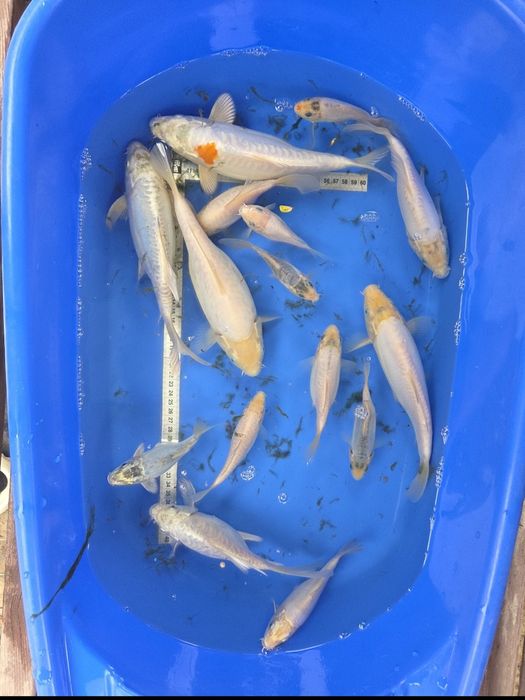 Vand pesti crap koi Adulti Fundeni • OLX.ro