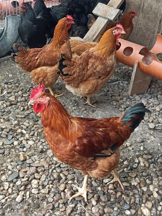 Vand gaini rasa mixta Satu Mare • OLX.ro