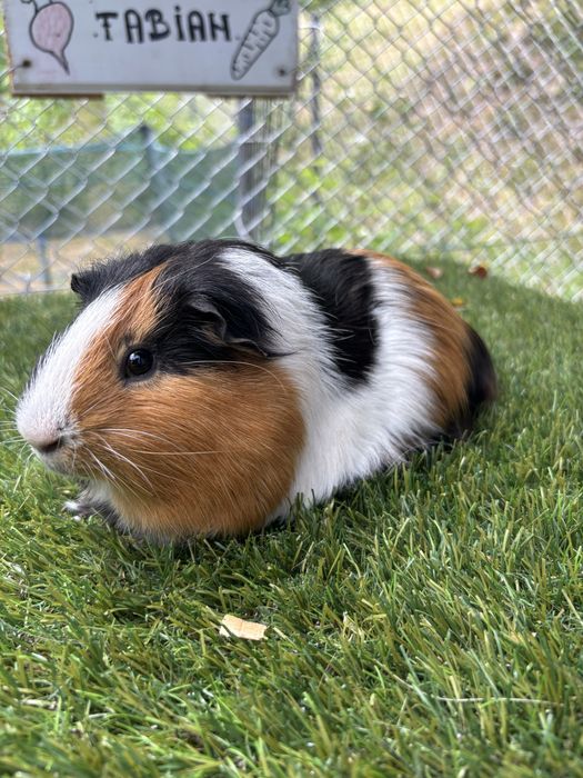 Porcusor de Guineea Rona de Sus • OLX.ro