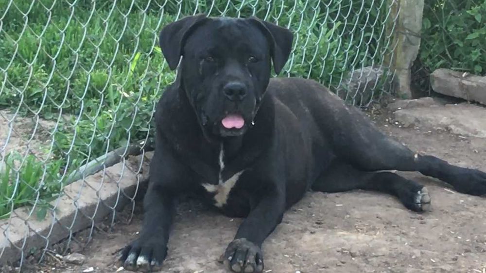 Кане Корсо млада женска с FCI родословие гр. София 7-ми 11-ти километър • OLX.bg