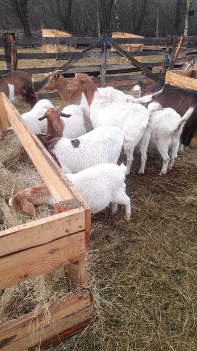 De vanzare capre Buren (boier) Miercurea-Ciuc • OLX.ro