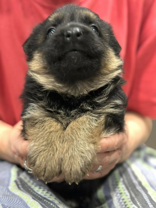 Уникална немска овчарка. От родители със FCI родословия. гр. Благоевград Идеален център • OLX.bg