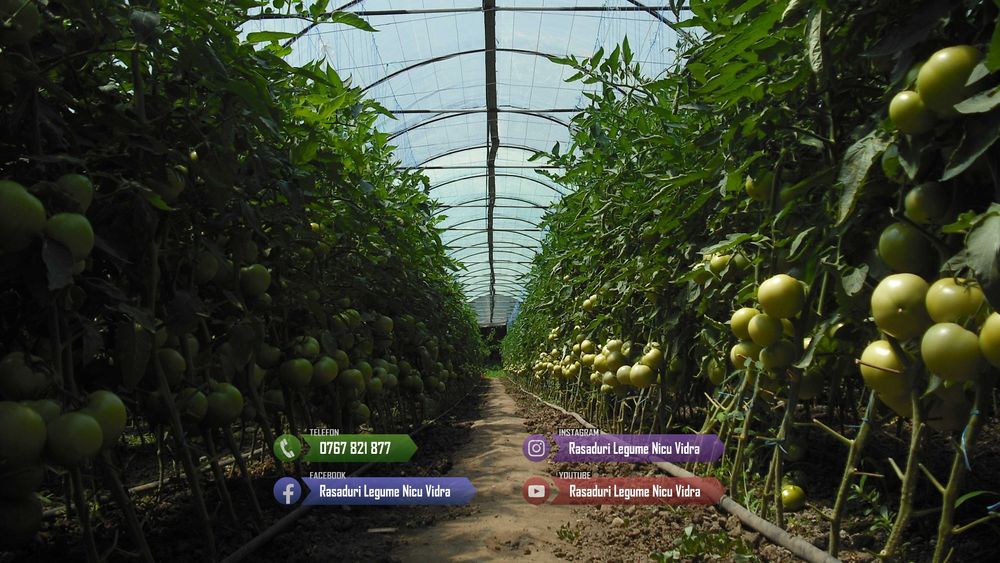 Rasad rosii castraveti ardei vinete alte rasaduri legume de vanzare ...