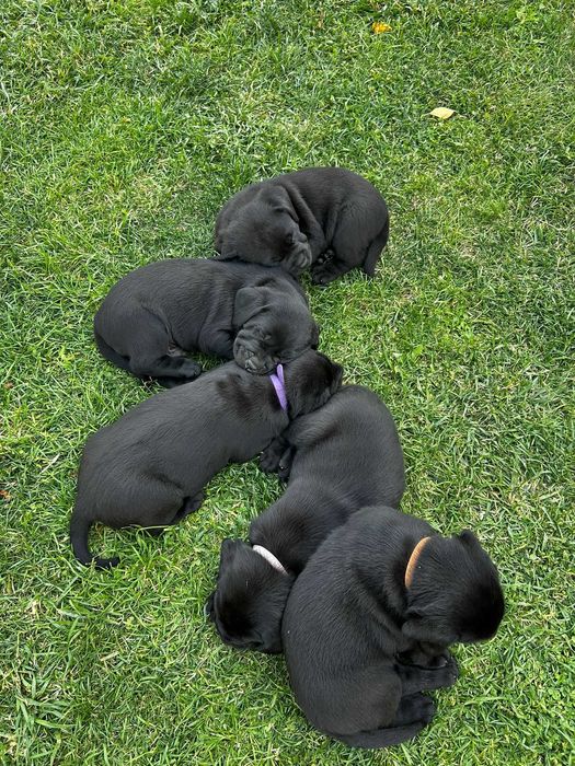 Pui Labrador Retreiver - negru Vladimirescu • OLX.ro