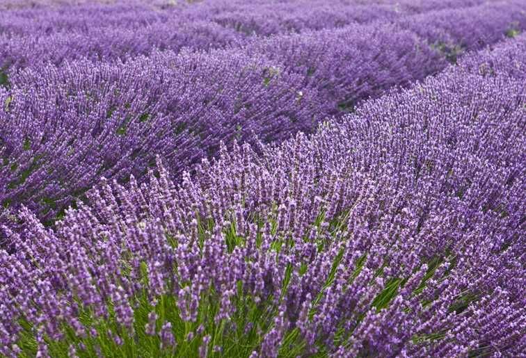 Lavanda ( butași, tufe, ghiveci) Galati • OLX.ro