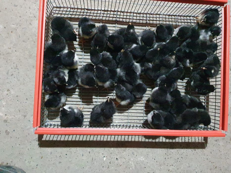 Pui Australorp, Brahma, Plymouth, Araucana Vaslui • OLX.ro