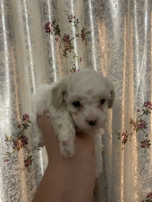Bichon maltez pui Craiova • OLX.ro