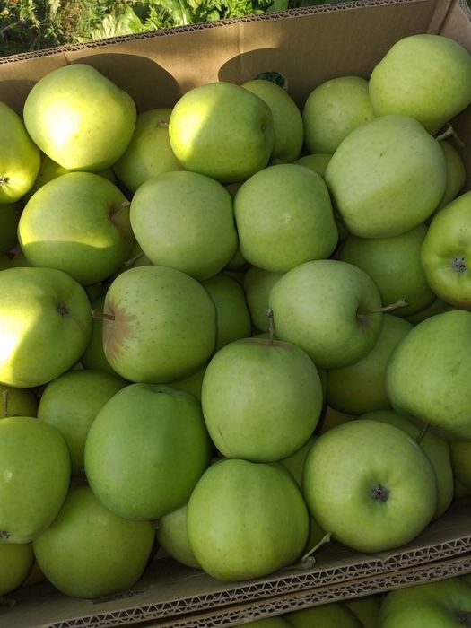 VIND Mere idaret Mutiu Florina 3lei kg Gura Barbuletului • OLX.ro