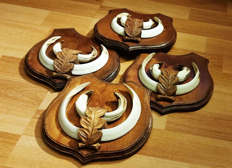 Set de panoplii mari cu trofee de mistret (caprior,cerb,colti )_12 ...