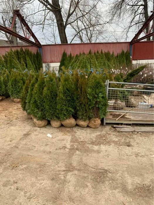 Tuia columnaris Smarald Pon pon spiral Buxus Marghita • OLX.ro