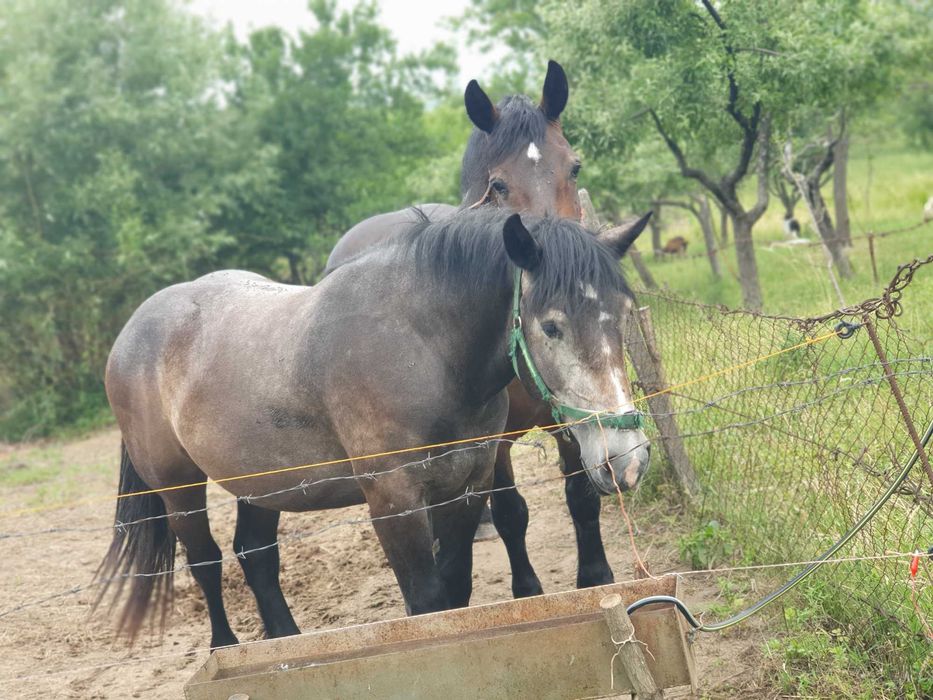 Caii disponibili Seini • OLX.ro