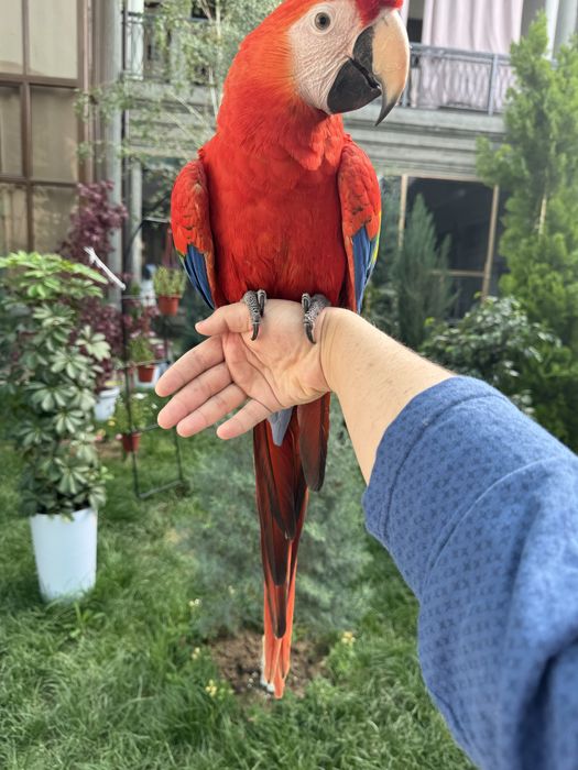 Papugay Ara skarlet: 3 600 у.е. - Птицы Ташкент на Olx