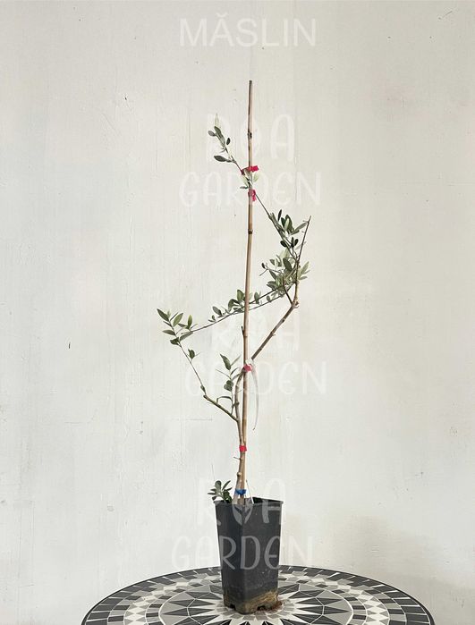 Pomi fructiferi columnari – Cais, Cireș, Măr, Măslin Migdal la ghiveci ...