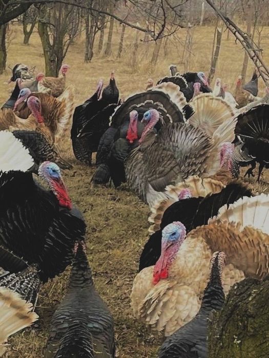 Curcani de casa si ouă de curcă/ curci clocitoare Ilfov Baneasa • OLX.ro