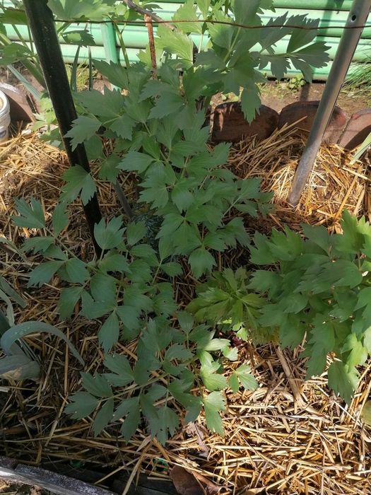 Leustean Levisticum oficinalle Oradea • OLX.ro