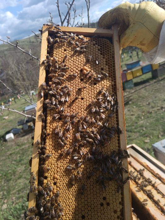 puiet peste de vanzare ' Anunturi ' OLX.ro