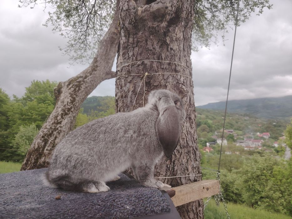 Iepuri rasa Berbec German Nasaud • OLX.ro