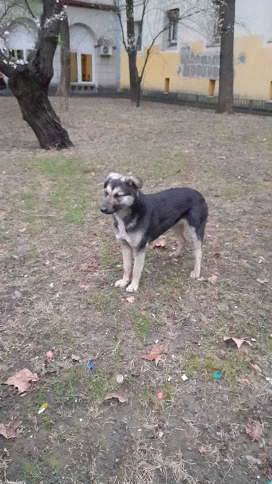 Catel metis ciobanesc carpatin - spre adoptie Bucuresti Sectorul 2 • OLX.ro