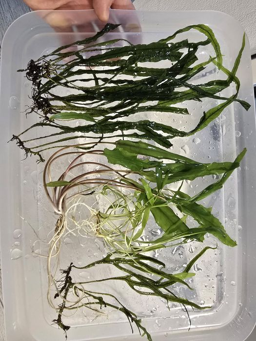 Plante acvariu - pachet Bucuresti Sectorul 6 • OLX.ro