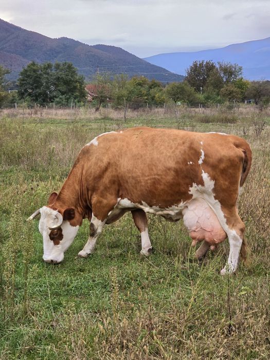 Vand vaca baltata romaneasca! Santamaria-Orlea • OLX.ro