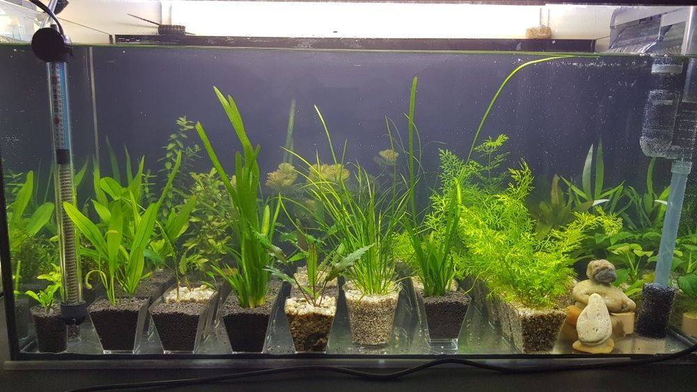 Vand pesti acvariu gupy zebre neoni xifo ancistrus sae sanitari plante ...