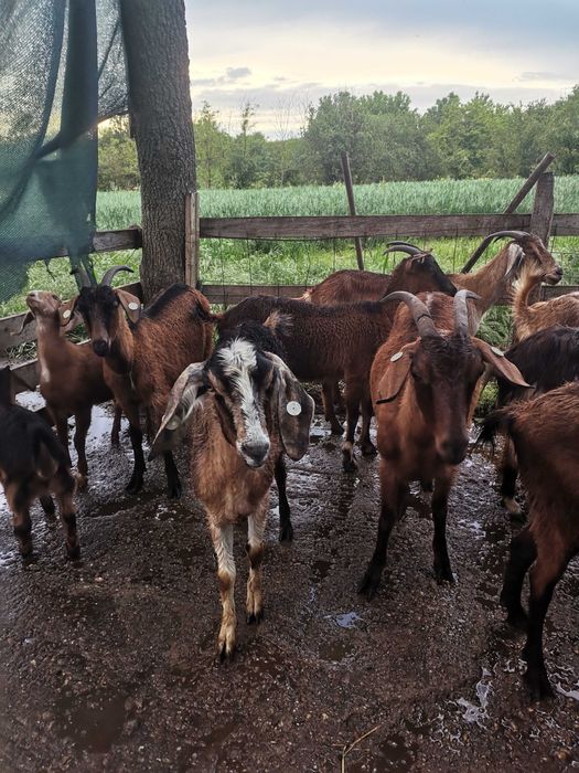 Vand capre bune de tinut! Dracesti • OLX.ro