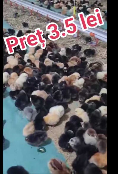 Vindem Pui de o zi rasa Kabir,Gri Barat,Gat Golas si Rasa Mixta Sapoca ...