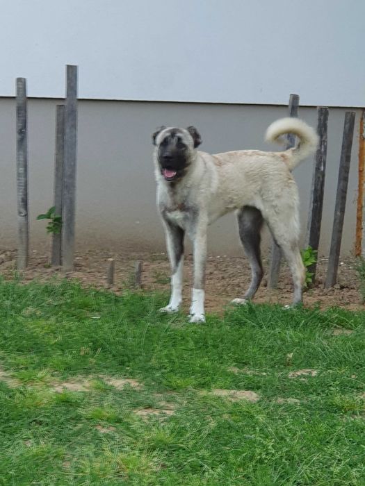 Catelusa Kangal de 10 luni Baia Mare • OLX.ro