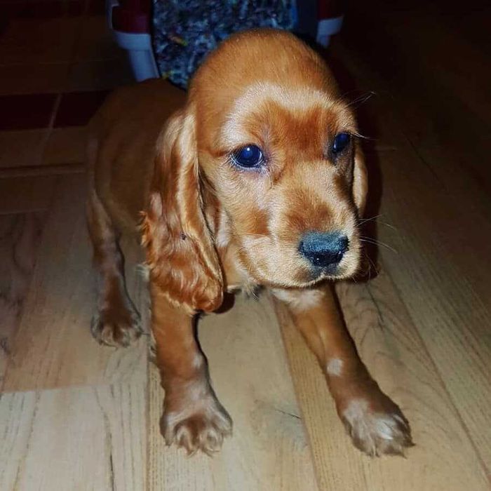 Pui rasa Cocker Spaniel Bucuresti Sectorul 1 • OLX.ro