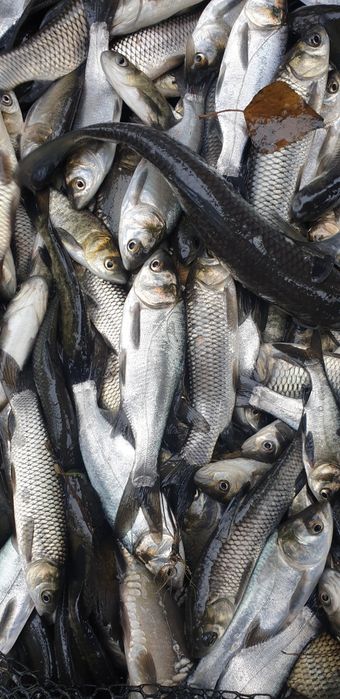 Peste : Crap romanesc , cteno , ( amur ) , salonta , fitofag , novac ...