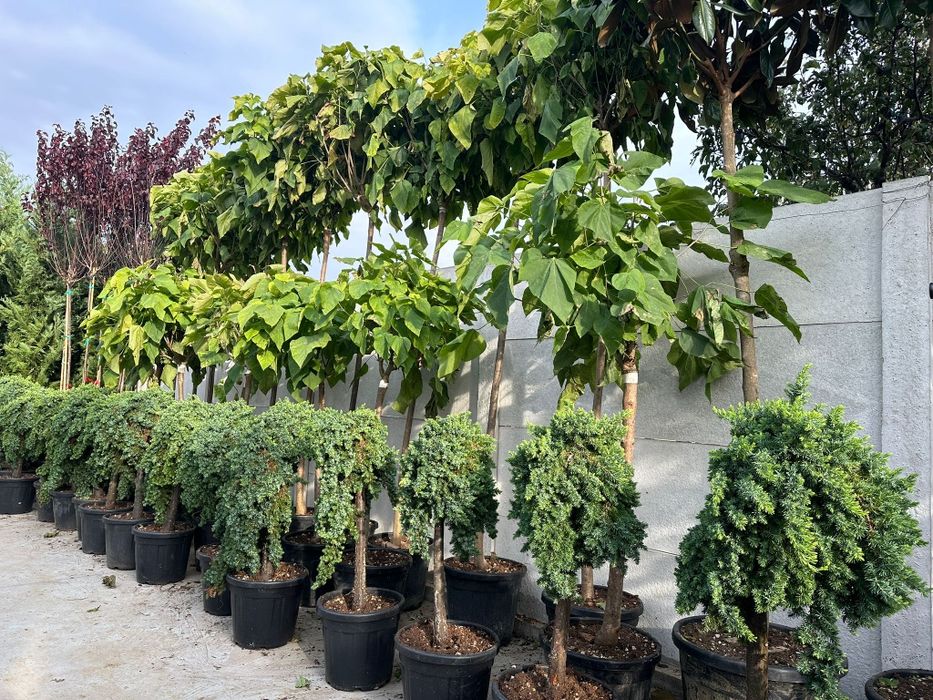 Plante ornamentale pentru o grădină de poveste Darasti-Ilfov • OLX.ro