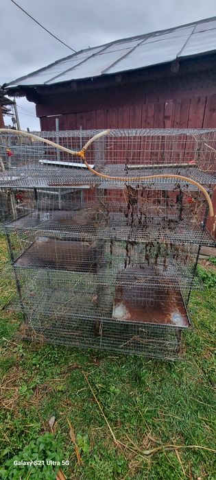 custa de prepelita de vanzare ' Anunturi ' OLX.ro