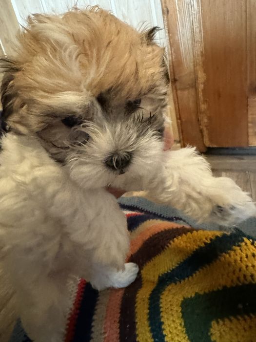 Pui de Bichon Havanez Radauti • OLX.ro