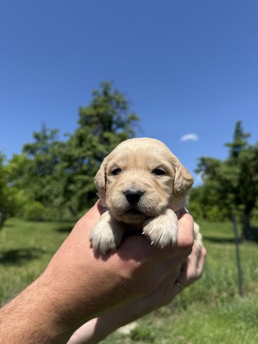 Pui Golden Retriever cu Pedigree Tip A Suceava • OLX.ro