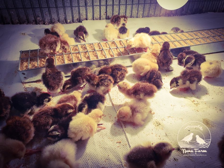 Oua de prepelita Celadon Bucuresti Sectorul 5 • OLX.ro