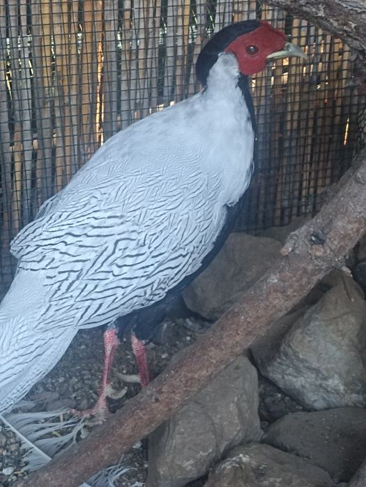 Fazani arginti pereche Racovita • OLX.ro