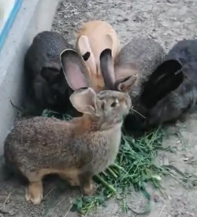 Vând iepuri vii sau carcasa Oradea • OLX.ro