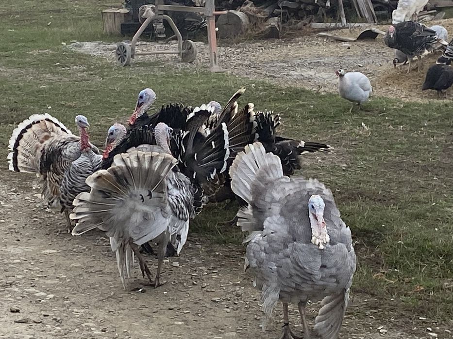 Curcani de anul acesta Campineanca • OLX.ro