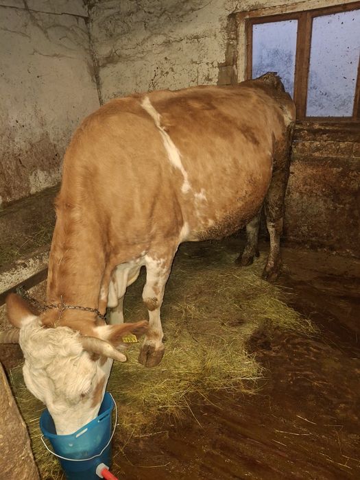Vând vaci montate bune de lapte Ciuta • OLX.ro